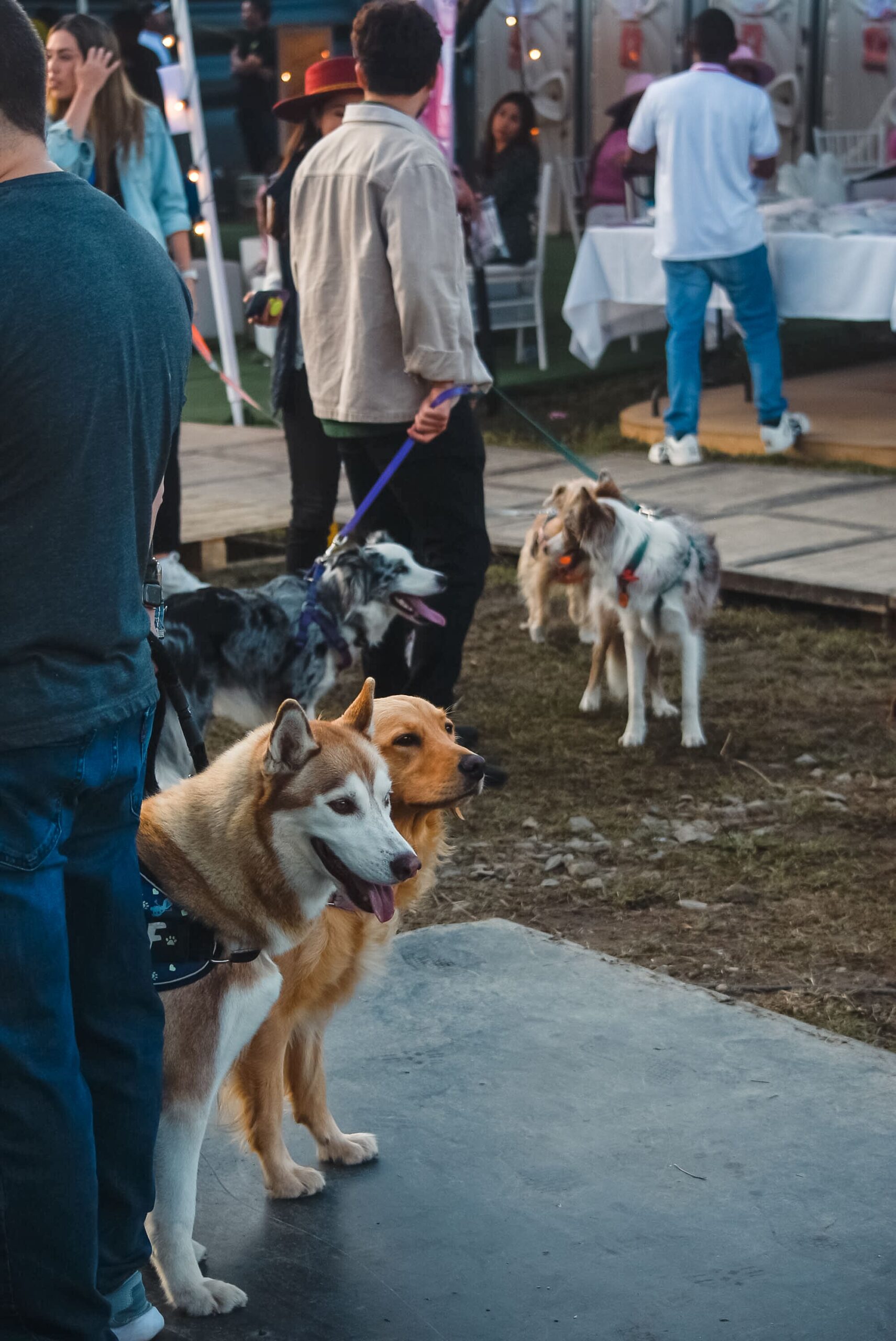 Claq Pop Up – Claq Pop Up