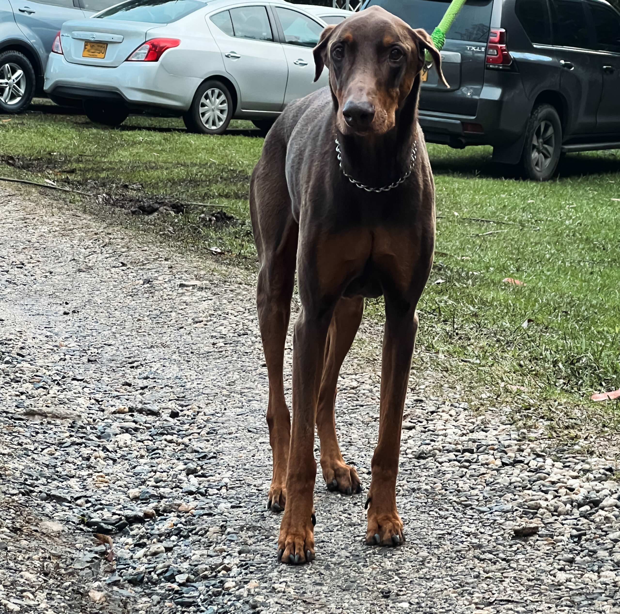 Claq Pop Up – Claq Pop Up